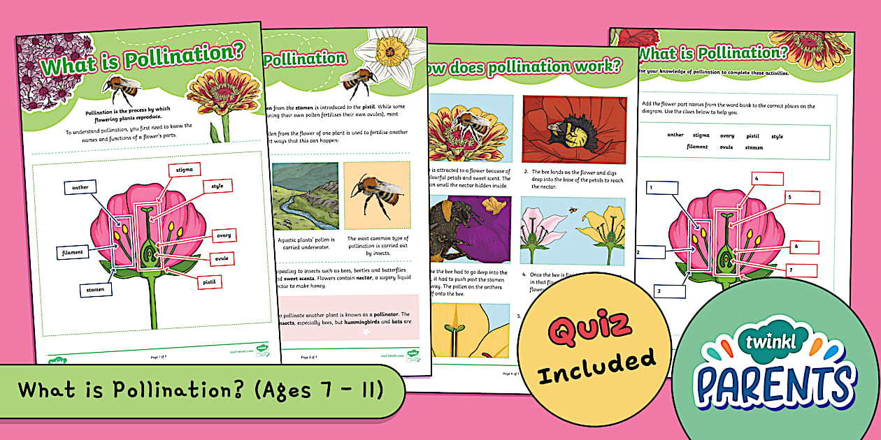 What is Pollination? Activity Sheet about Plants