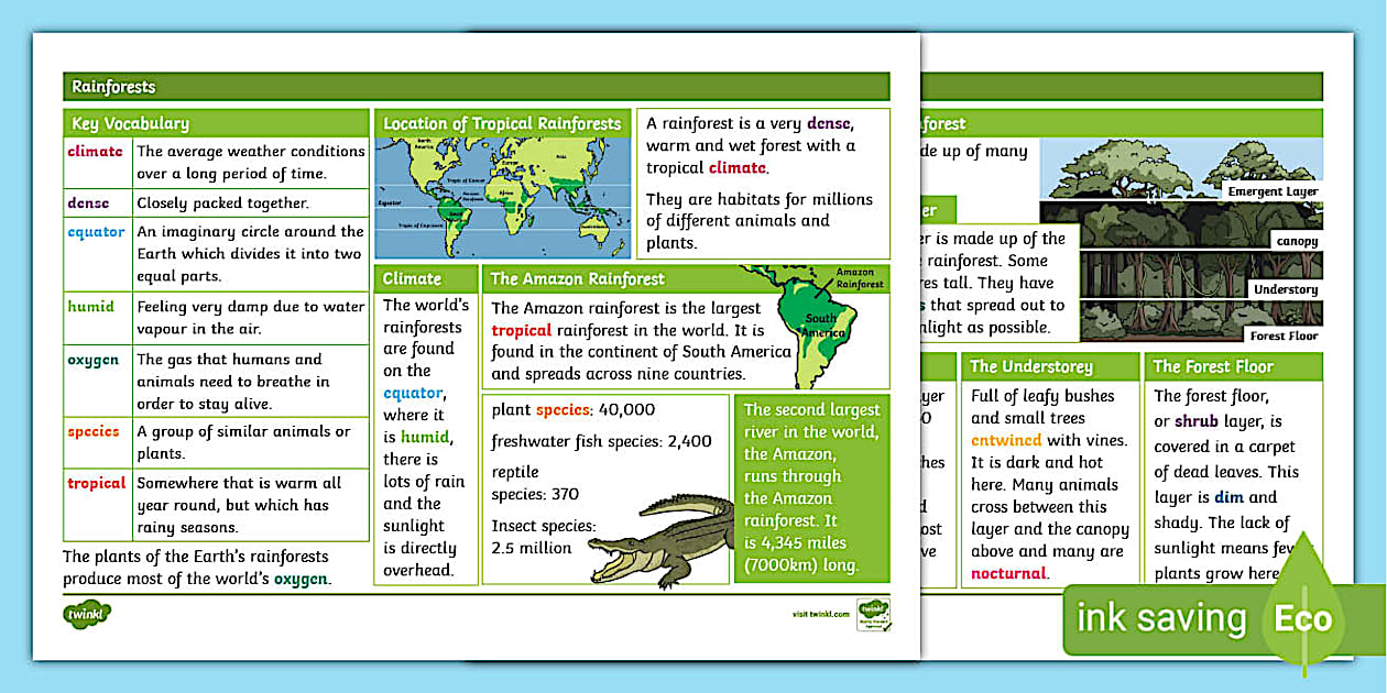 Rainforest Knowledge Organiser (teacher made) - Twinkl
