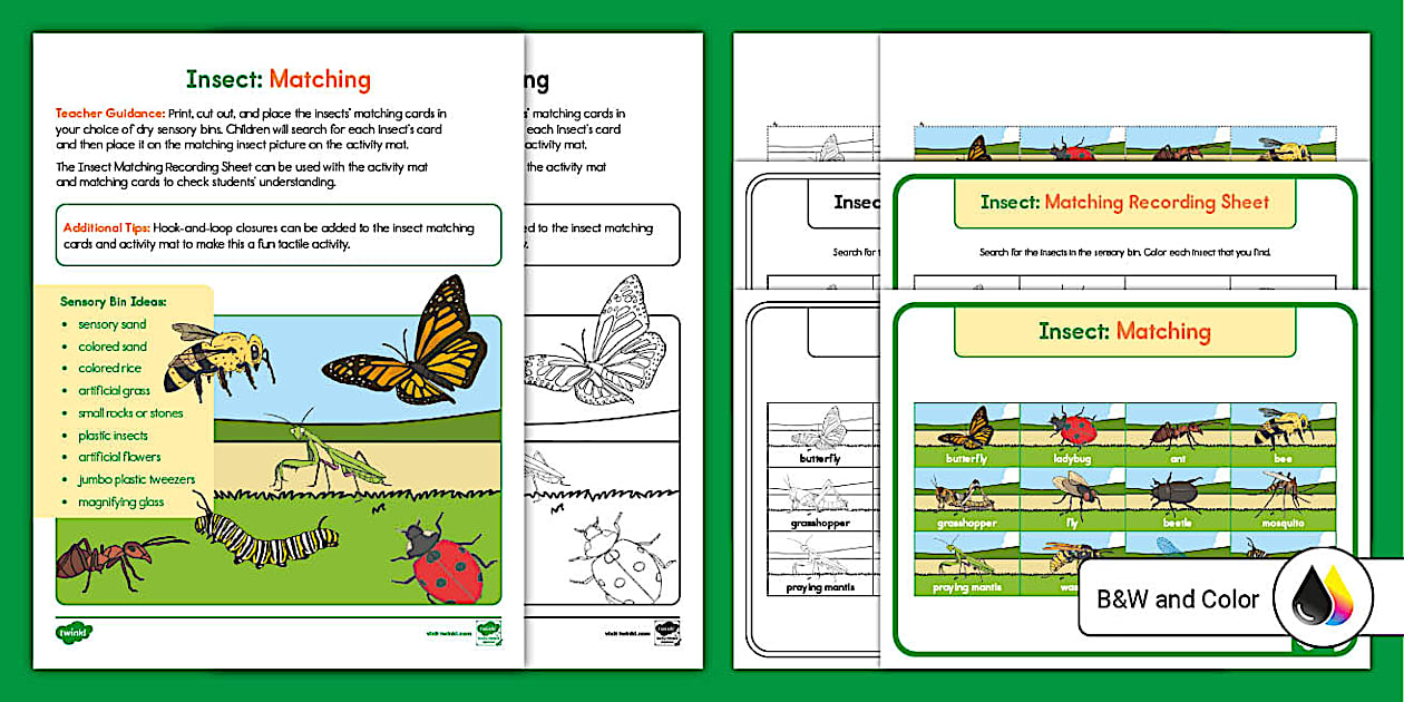 Insects Sensory Bin Matching Activity Mat (teacher made)