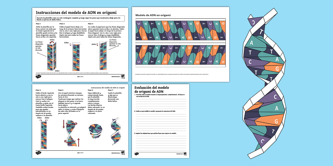 Guía de trabajo: Instrucciones de modelo de ADN con origami