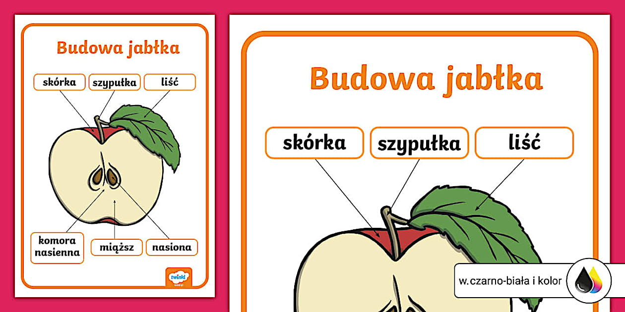 Budowa jabłka | Plakat (l'enseignant a fait) - Twinkl