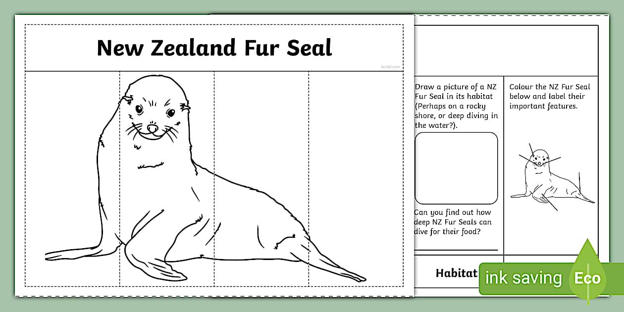 NZ Fur Seal Fact File Flap Book (Teacher-Made) - Twinkl