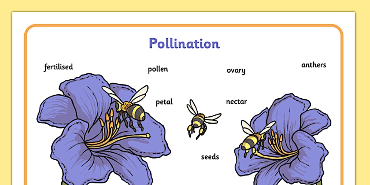 Editable Pollination Word Mat (teacher made) - Twinkl