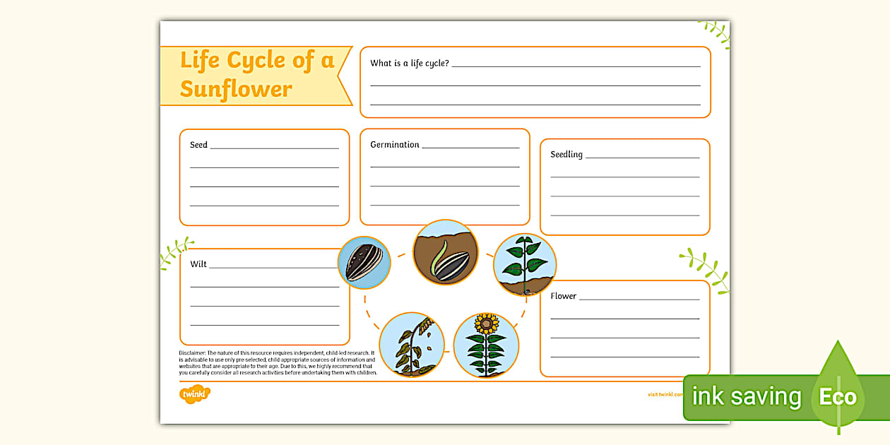 Life Cycle of a Sunflower Fact File Template (Teacher-Made)