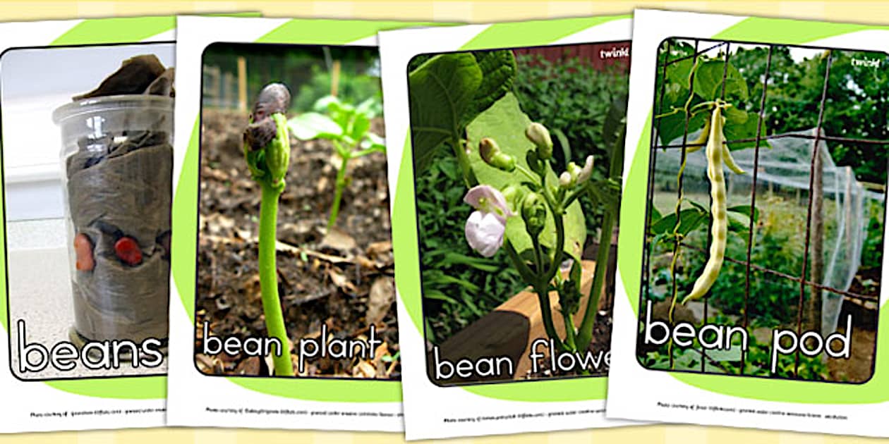 Life Cycle of a Bean Display Photo Pack (teacher made)