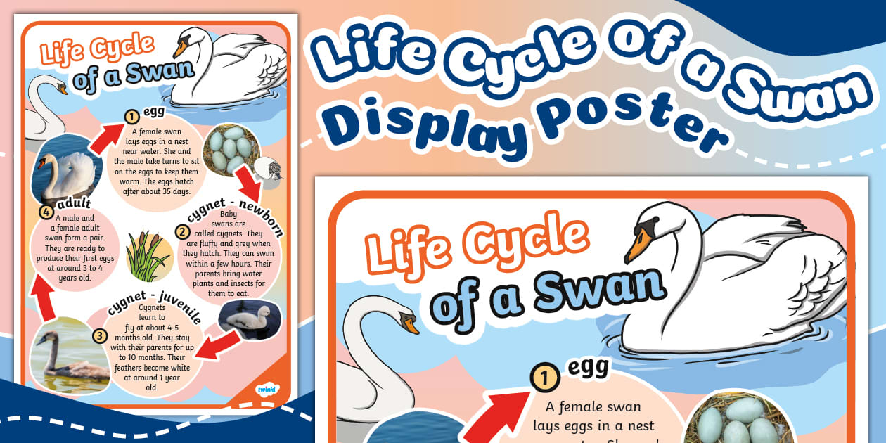 Life Cycle of a Swan Display Poster