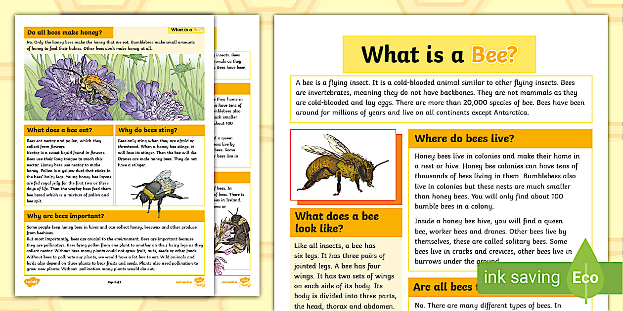 What is a Bee Fact File (teacher made) - Twinkl