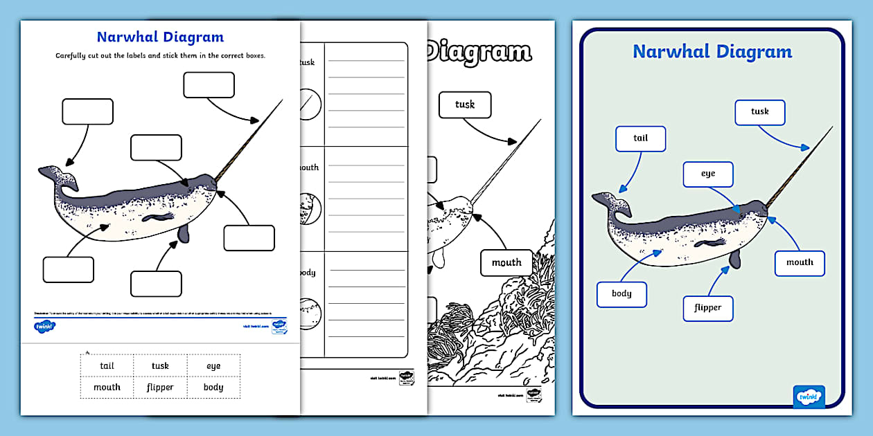 Narwhal Diagram Activity Pack (teacher made) - Twinkl
