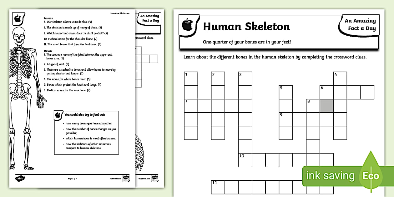 Human Skeleton Crossword (teacher made) - Twinkl