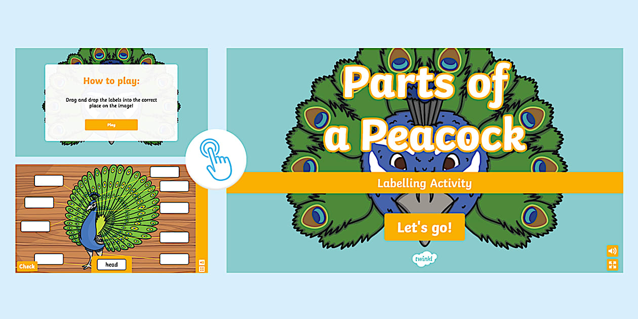 Parts of a Peacock Interacting Labelling Activity - Twinkl