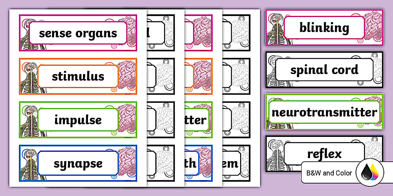 The Nervous System Word Cards for 3rd-5th Grade - Twinkl