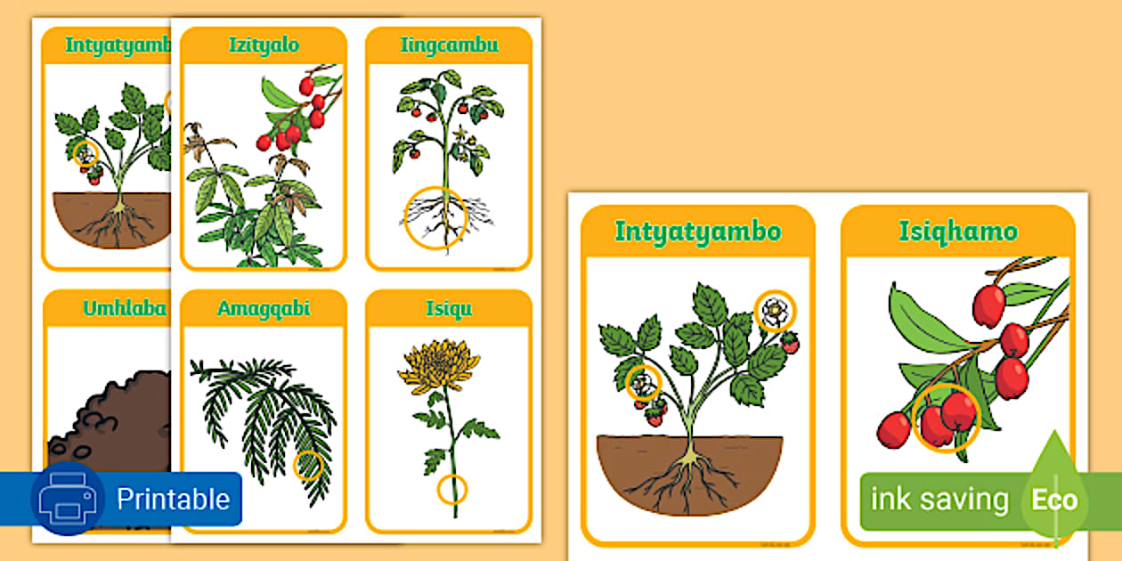 Amakhadi amalungu ezityalo - Parts of a Plant Flashcards isiXhosa