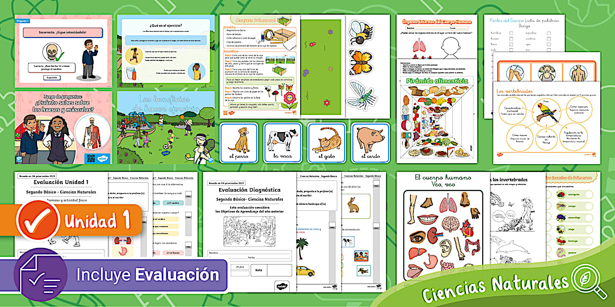 Pack | Unidad 1 | Ciencias Naturales | 2º Básico | Órganos