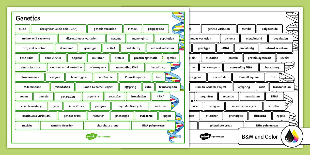 Seventh Grade Genetics Vocabulary Reference - Twinkl