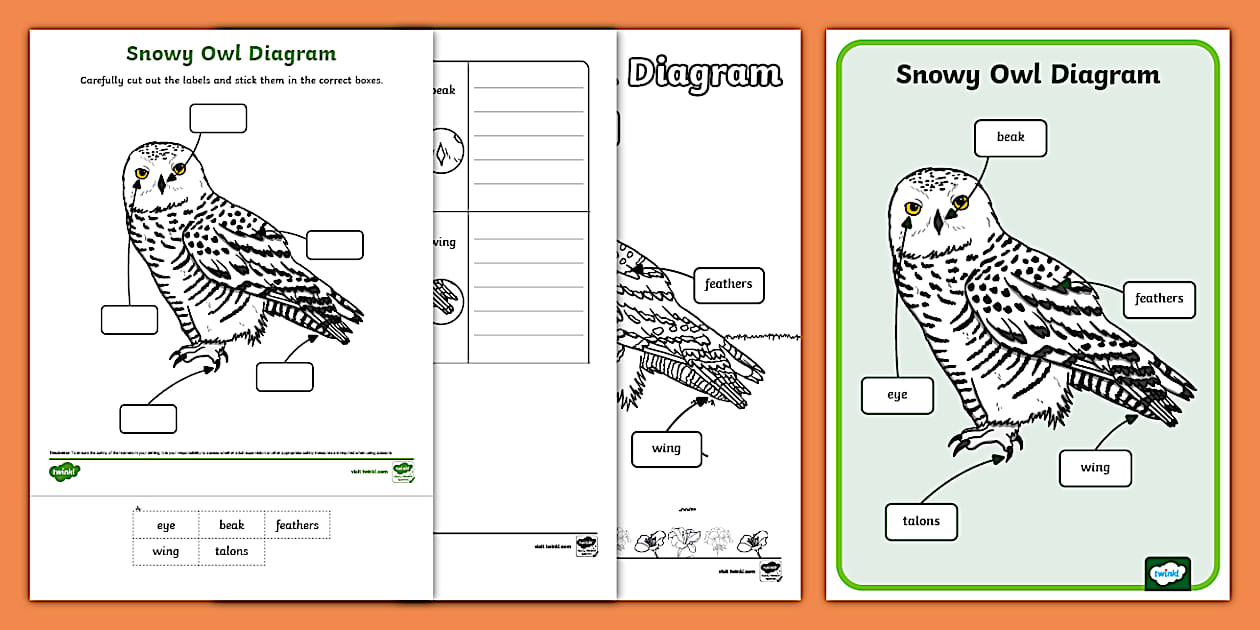 Snowy Owl Diagram Pack (teacher made) - Twinkl