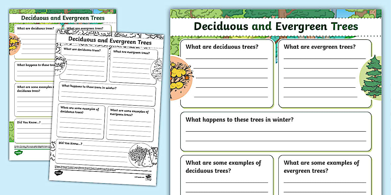 KS1 Deciduous and Evergreen Trees Fact File Template