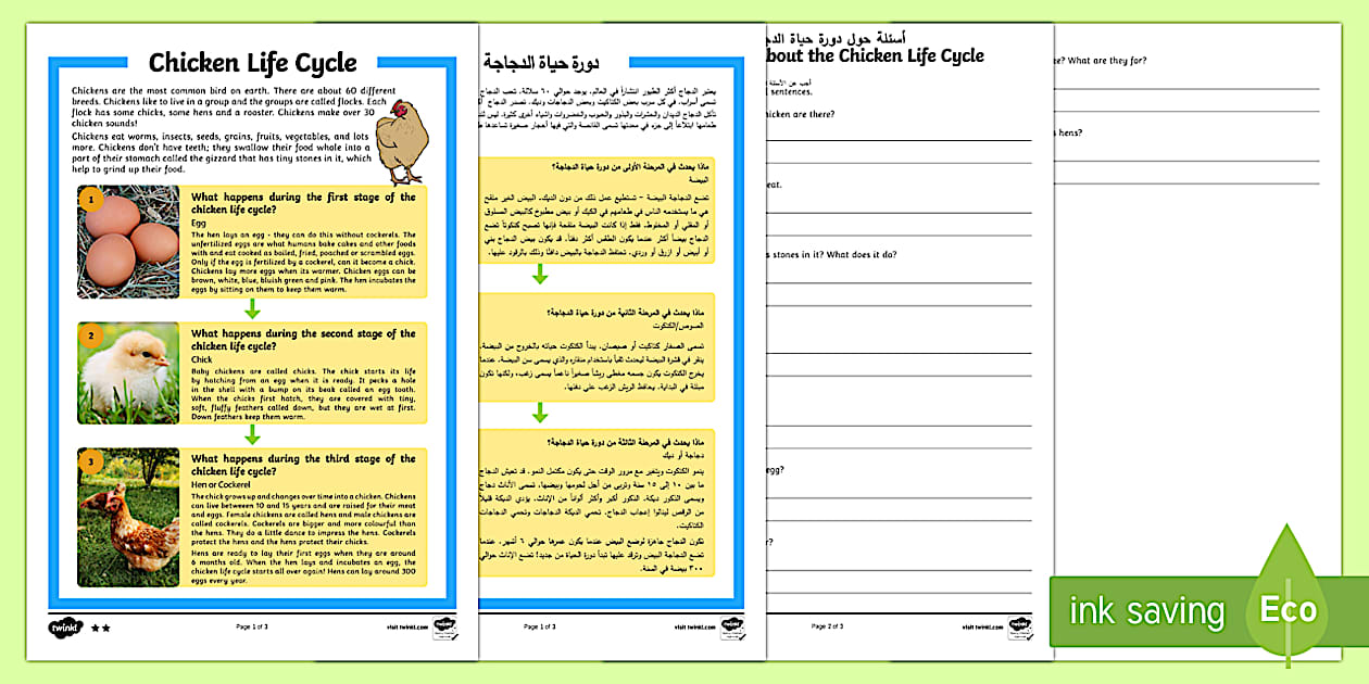 Chicken Life Cycle Differentiated Reading Comprehension Activity