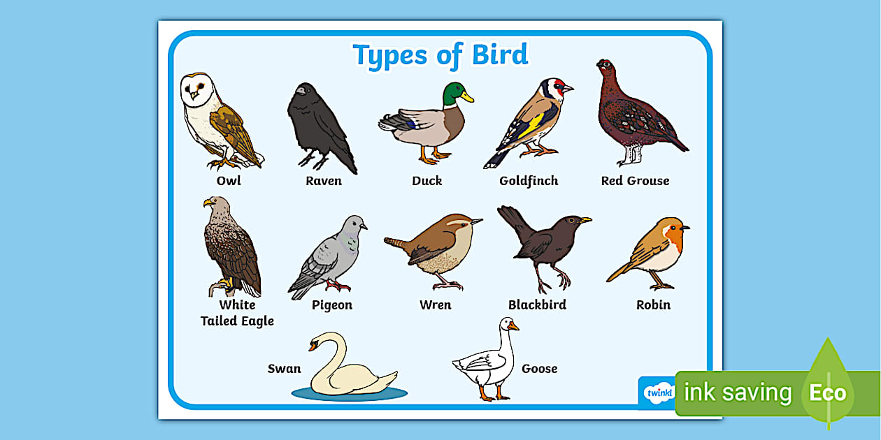 Types of Bird Word Mat (teacher made) - Twinkl