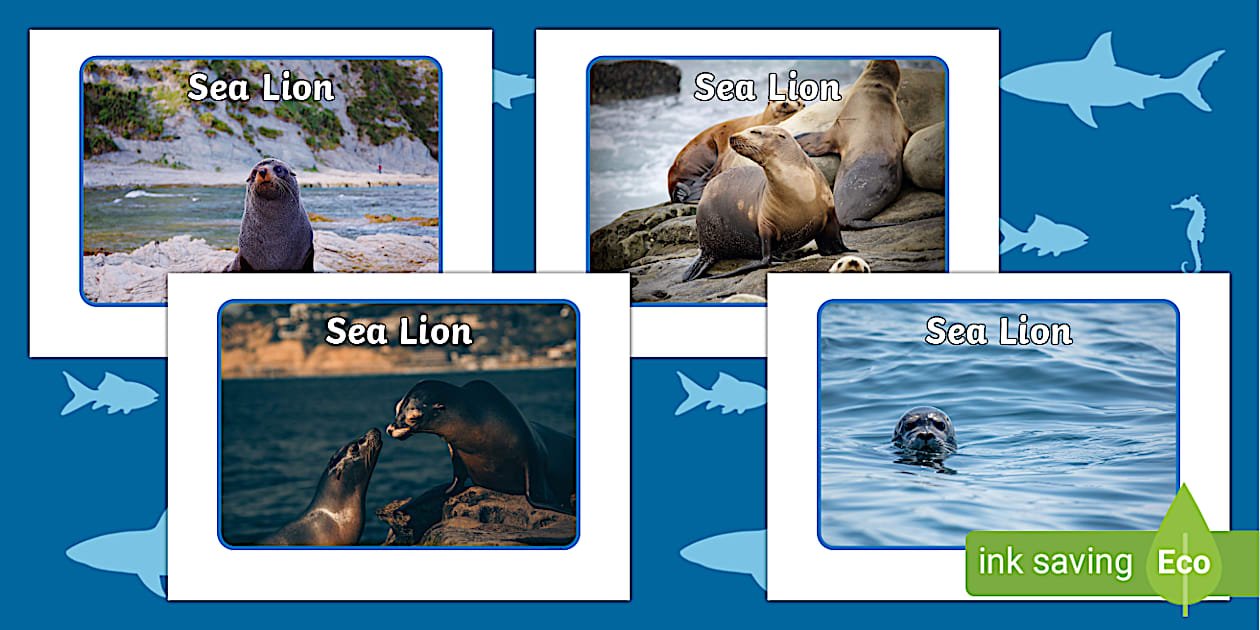 Sea Lion Photo Pack (teacher made) - Twinkl