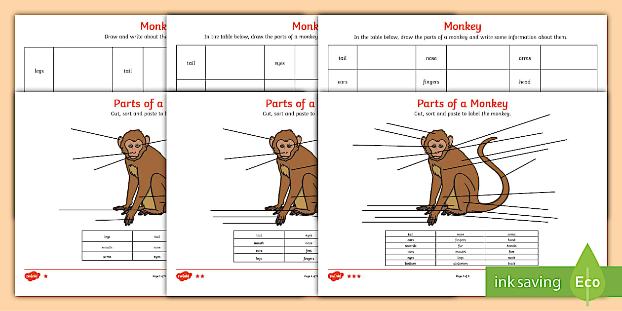 Parts of a Monkey Labelling Worksheet (teacher made)