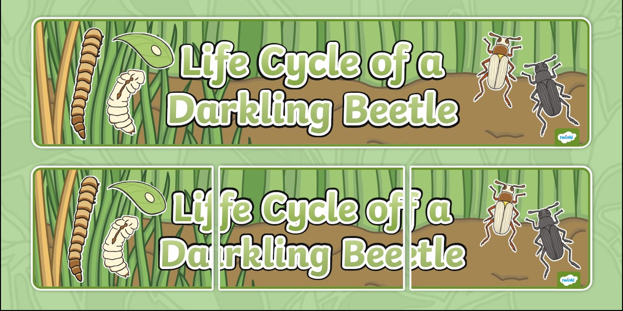 Darkling Beetle Life Cycle Display Banner | Twinkl - Twinkl