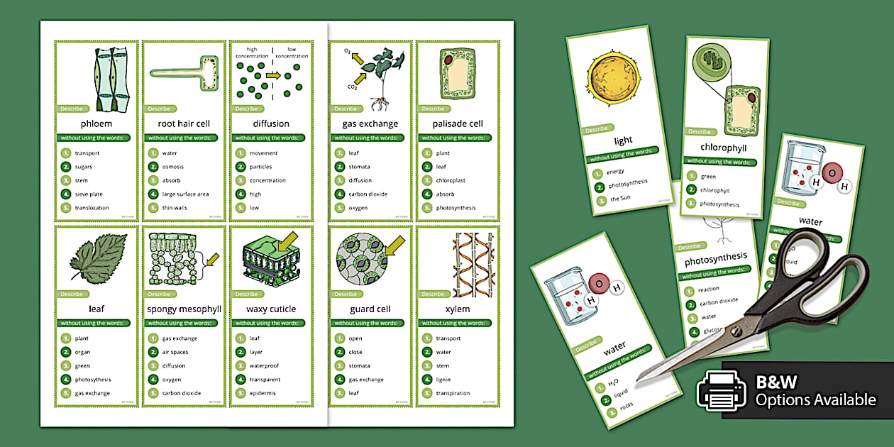 Photosynthesis Can You Guess? Cards (teacher made) - Twinkl