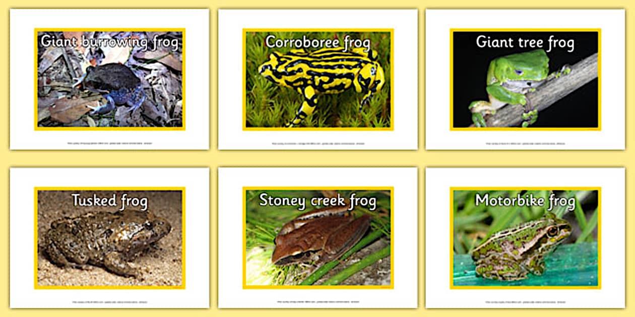 Australian Amphibians Display Photos (teacher made) - Twinkl