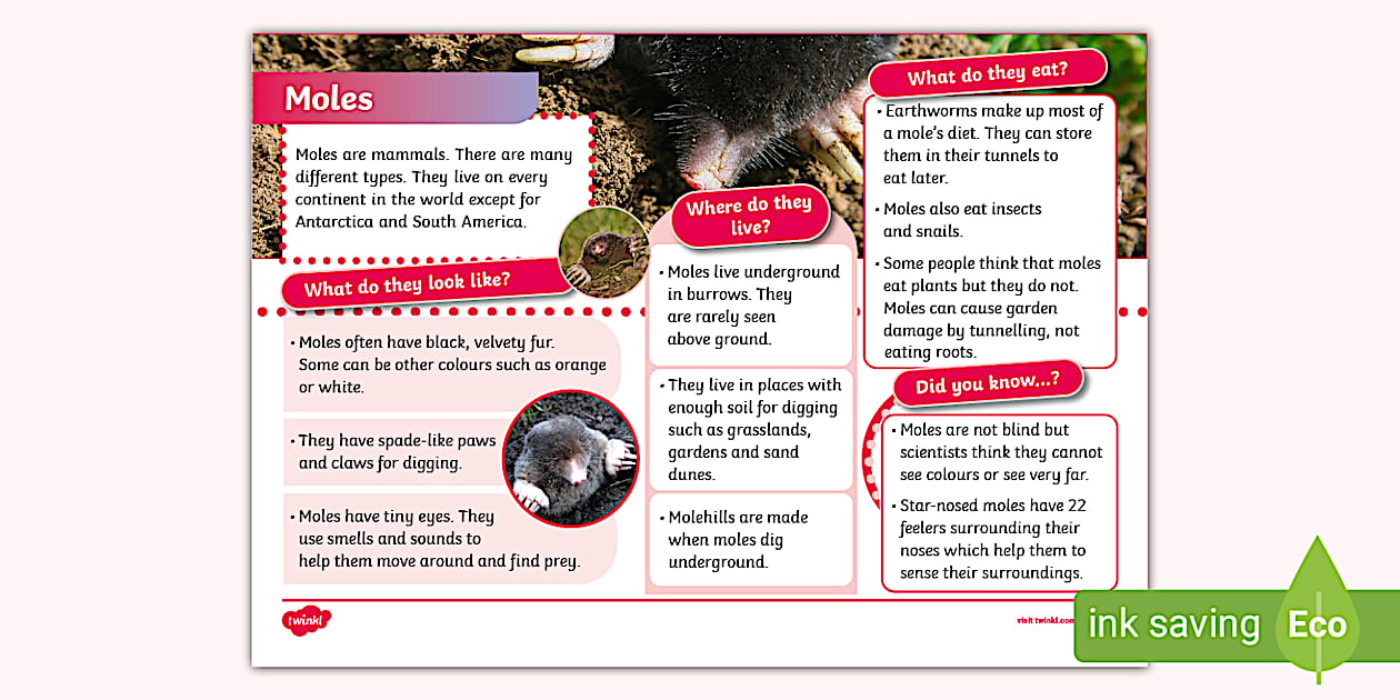 KS1 Mole Fact File (Teacher-Made) - Twinkl