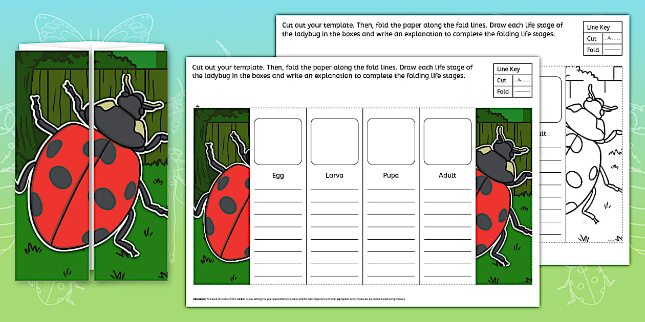 Ladybug Folding Life Stages Template (Teacher-Made) - Twinkl