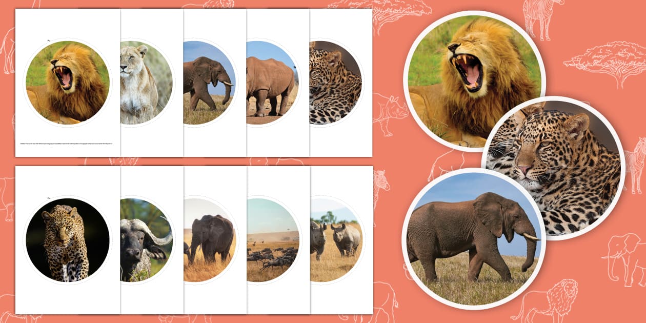 The Big Five Circle Display Photo Cut-Outs (Teacher-Made)