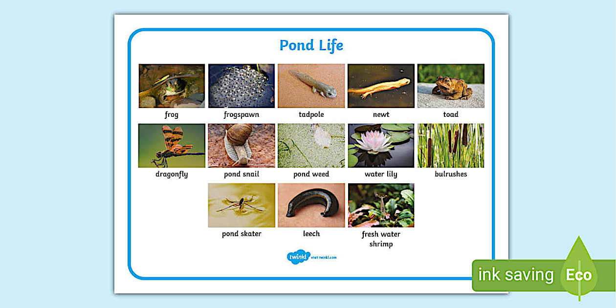 Pond Life Display Mat (teacher made) - Twinkl