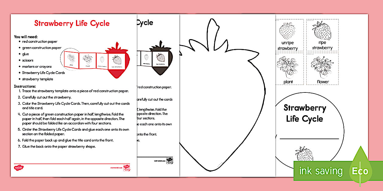 Strawberry Life Cycle Craft Instructions (teacher made)
