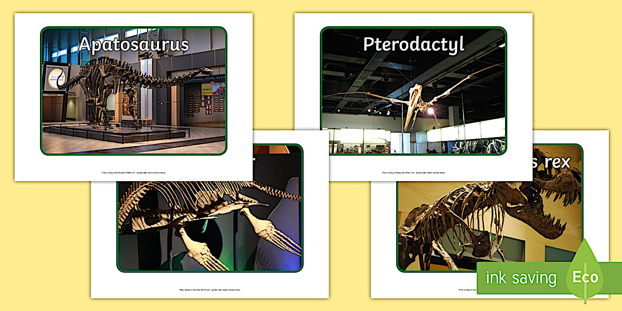 Dinosaur Skeletons Display Photos (teacher made) - Twinkl