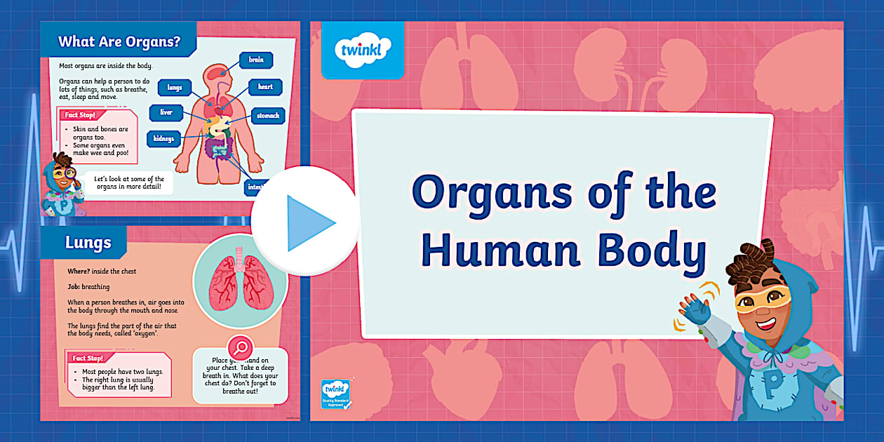 EYFS Organs of the Human Body PowerPoint (teacher made)