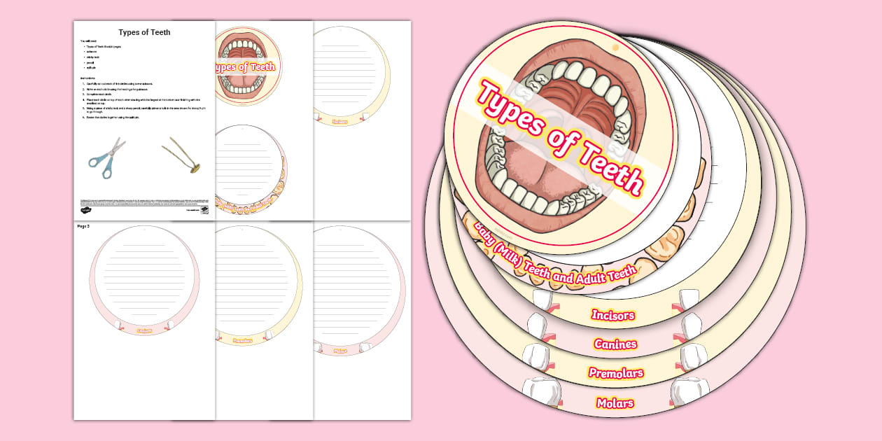 Types of Teeth Circles Booklet - Twinkl Science - Twinkl