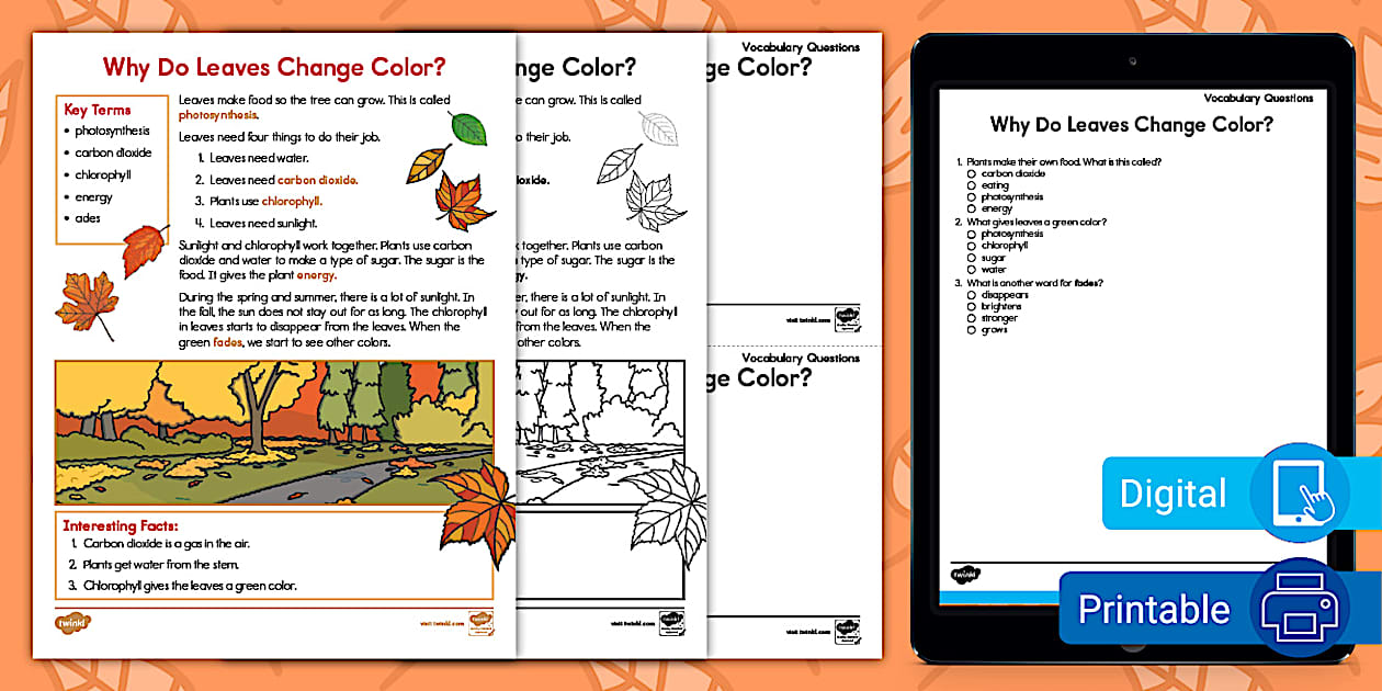 First Grade Why Do Leaves Change Color? Fact File and