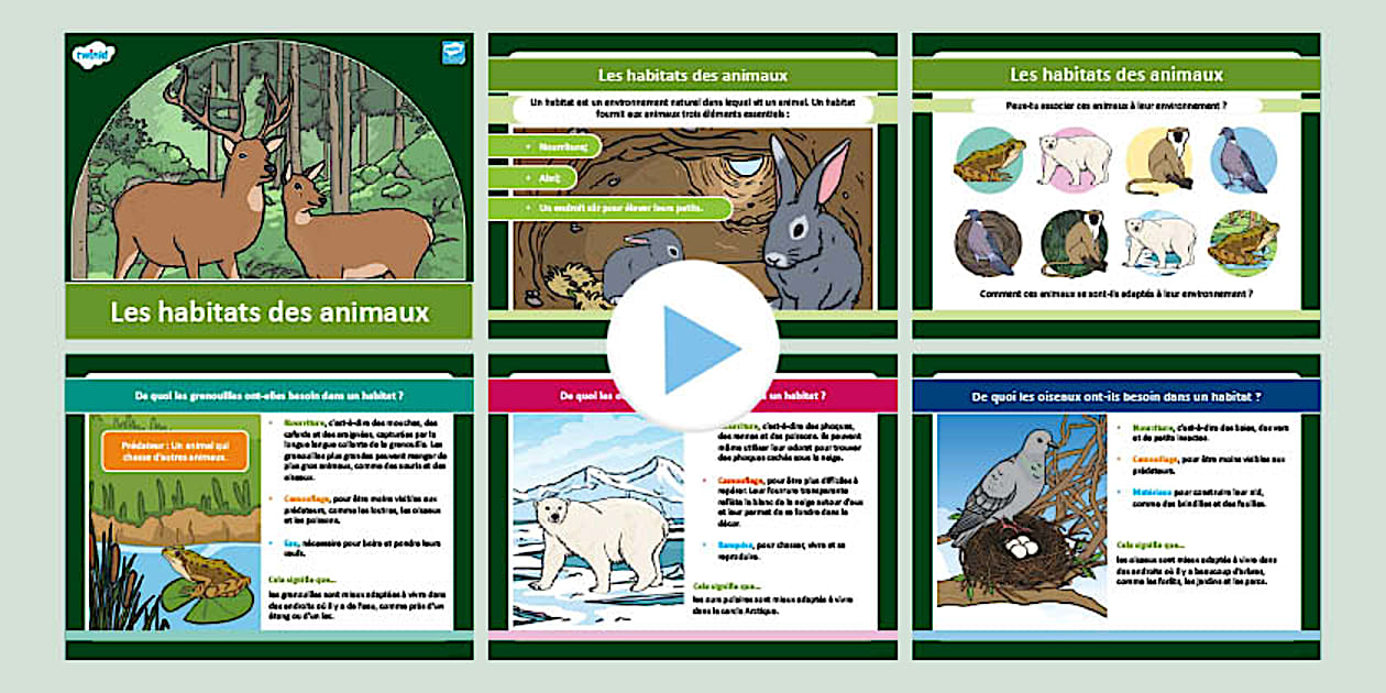 Habitats des animaux - PowerPoint Cycle 2 - Twinkl