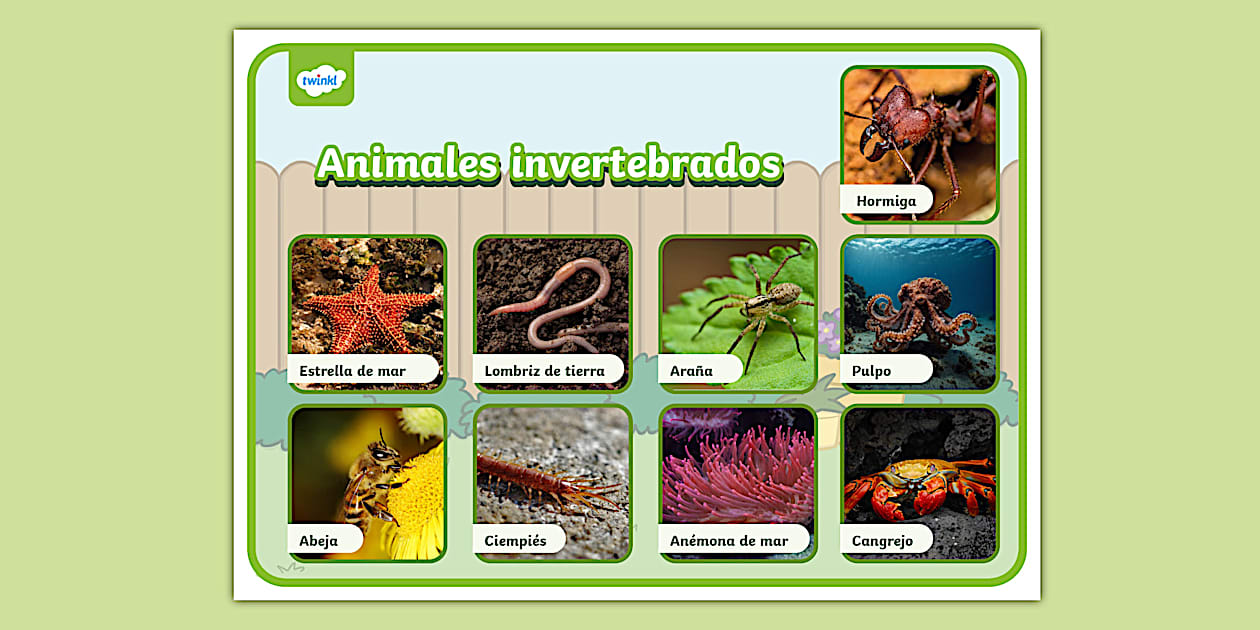 Lámina de animales invertebrados |Recursos Educativos Twinkl