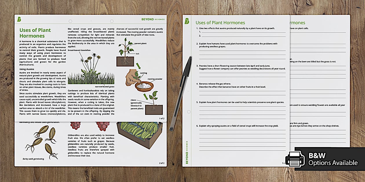 Uses of Plant Hormones Reading Comprehension - Twinkl