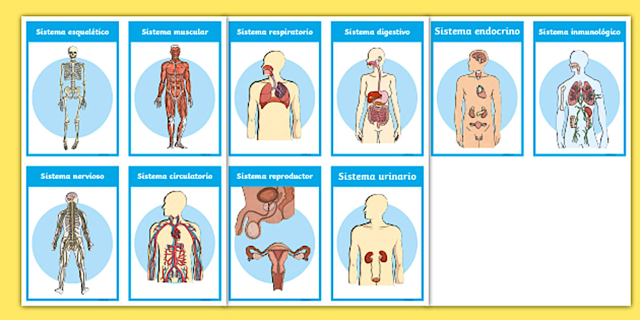 Tarjetas de emparejar: Los sistemas del cuerpo humano