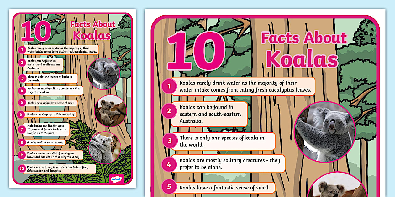 10 Facts About Koalas Display Poster (teacher made) - Twinkl