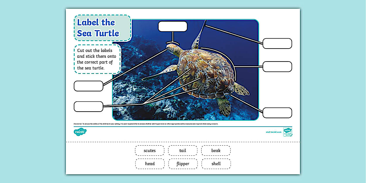 Parts of a Sea Turtle Labelling Activity - KS1 - Twinkl
