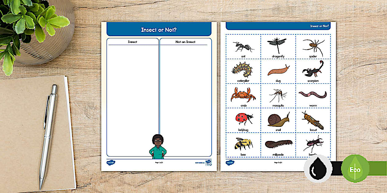 Insect or Not? Sorting Activity (teacher made) - Twinkl