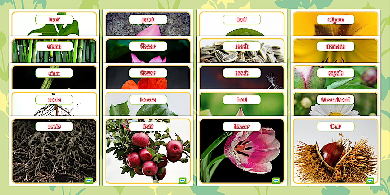 Parts of a Plant Photo Posters (Teacher-Made) - Twinkl
