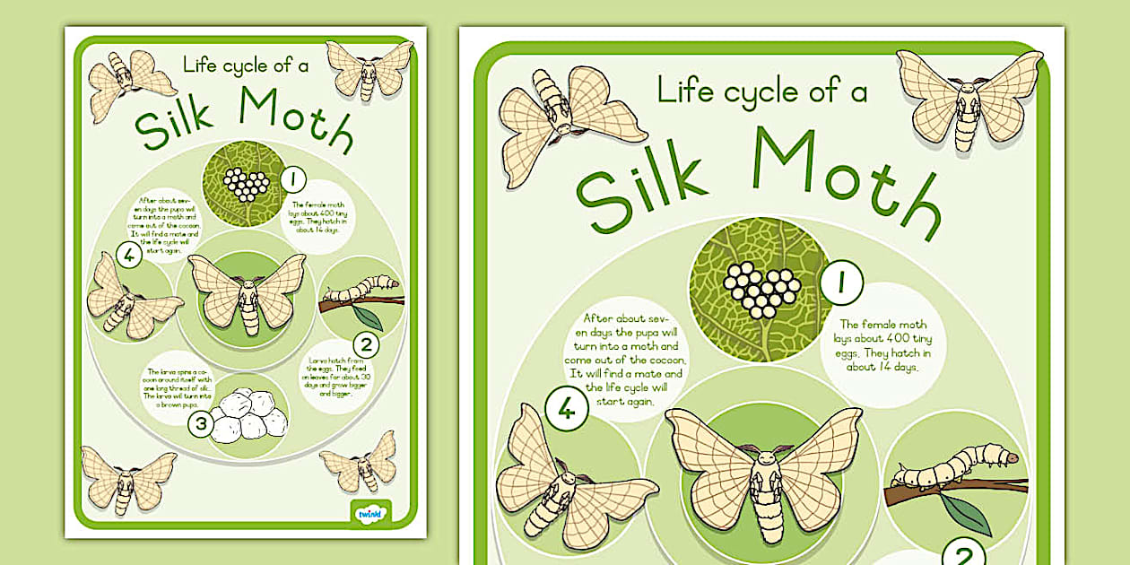 Silk Moth Life Cycle - Poster | Twinkl South Africa - Twinkl