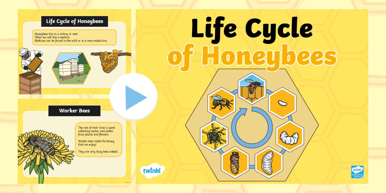Life Cycle of a Honeybee PowerPoint (teacher made) - Twinkl