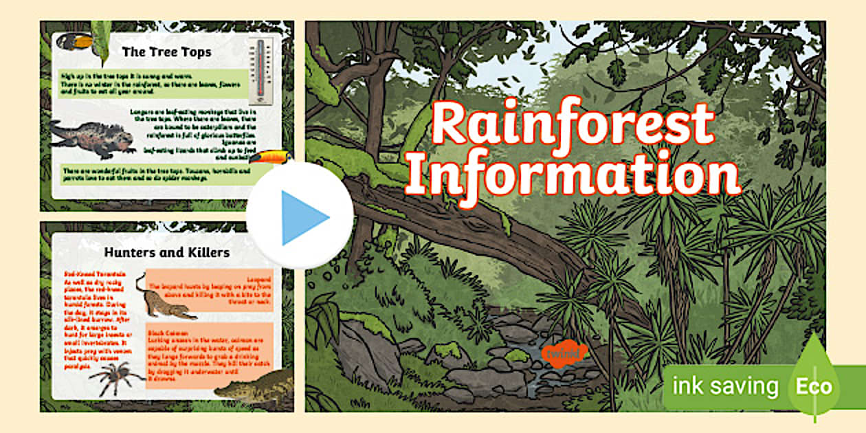 Rainforest Information PowerPoint KS2 (Teacher-Made)