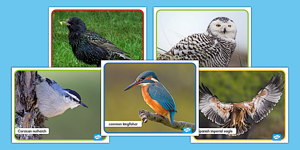 Colorful European Birds Photo Pack for Kids | Twinkl USA