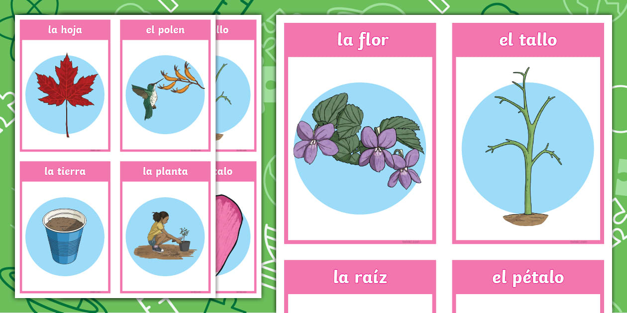 Tarjetas Visuales: Las Partes de la Planta (Lehrer gemacht)