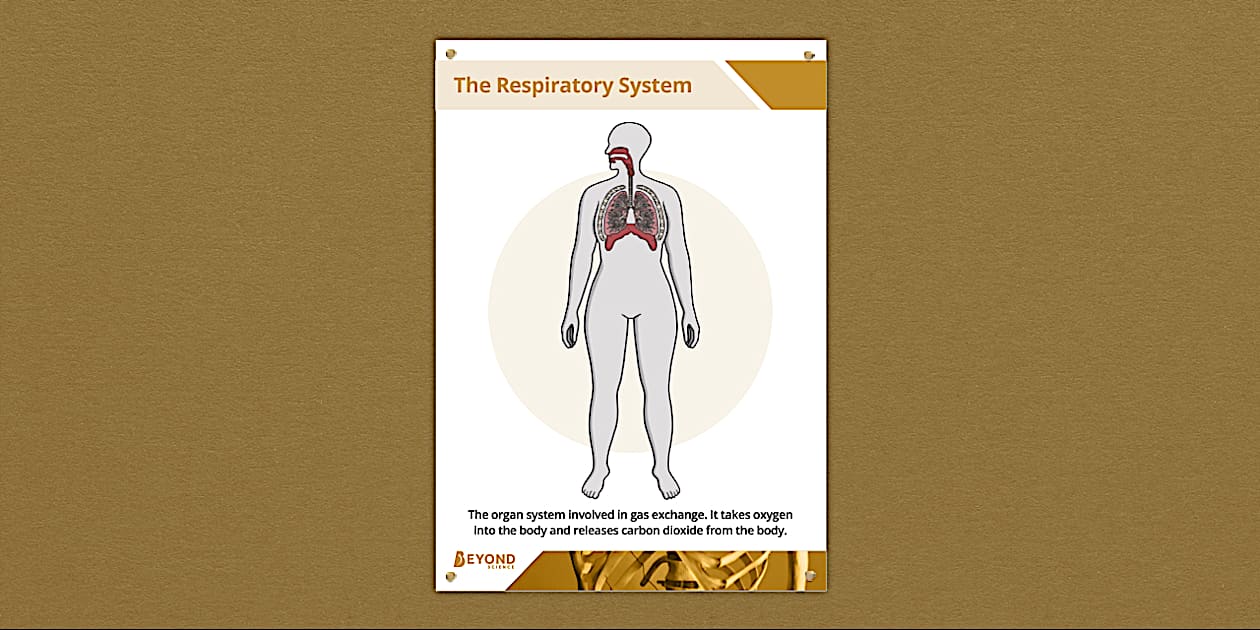 Respiratory System Display Poster | Science | Beyond
